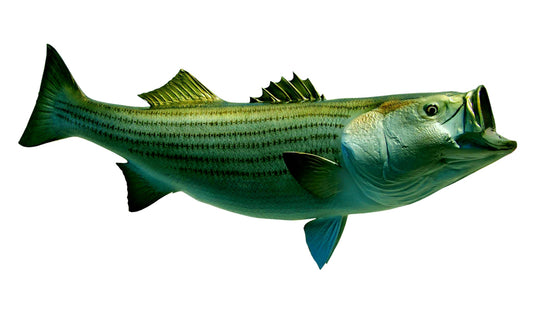 Striped Bass Fish Mounts | King Sailfish Mounts