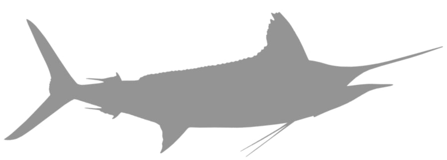 Striped Marlin Fish Blanks, Standard | King Sailfish Mounts