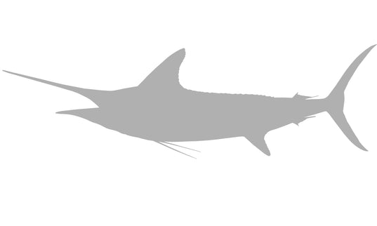 Striped Marlin Fish Blanks, Standard | King Sailfish Mounts
