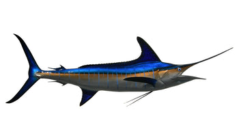 Striped Marlin Fish Mounts | King Sailfish Mounts