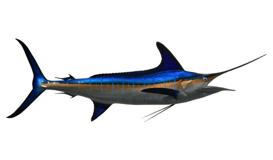 Striped Marlin Fish Mounts | King Sailfish Mounts