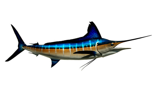 Striped Marlin Fish Mounts | King Sailfish Mounts