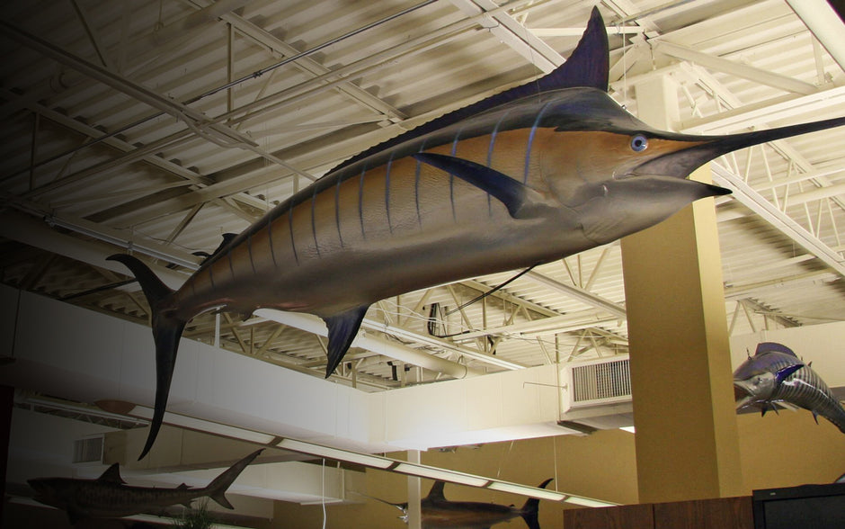Freestanding & Suspended Fish Mounts | King Sailfish Mounts