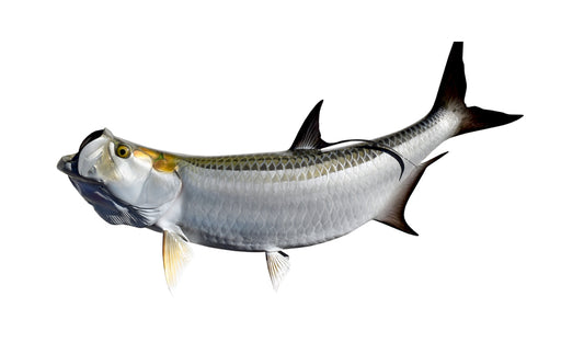 Tarpon Fish Mounts | King Sailfish Mounts