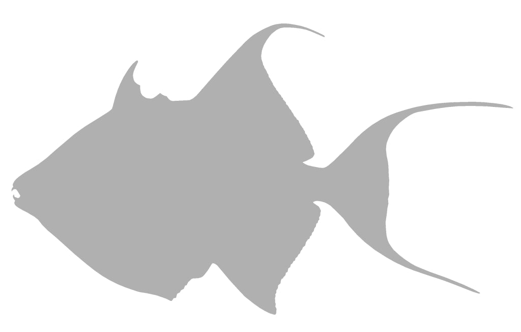 24-Inch Queen Triggerfish Blank Fish Mounts, Standard | King Sailfish ...