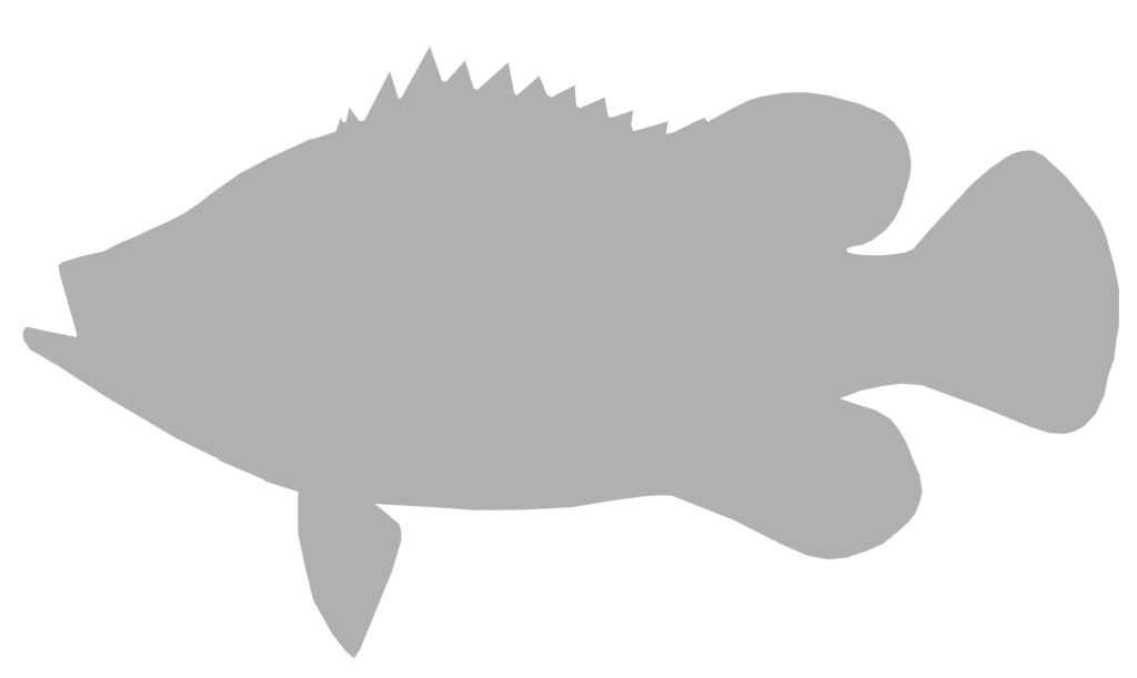 25-Inch Tripletail Blank Fish Mounts, Standard | King Sailfish Mounts