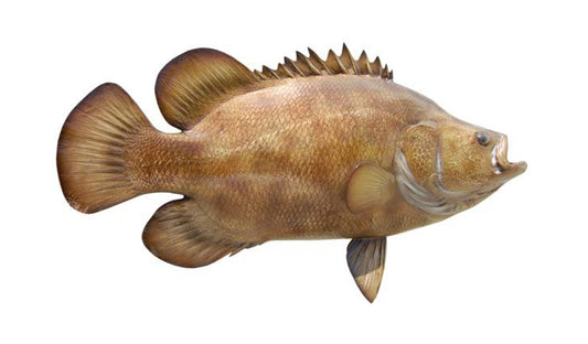 Tripletail Fish Mounts | King Sailfish Mounts
