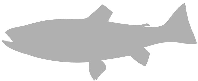Rainbow Trout Fish Blanks, Standard | King Sailfish Mounts