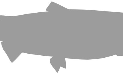 34-Inch Steelhead Trout Blank Fish Mounts (R), Standard | King Sailfish ...