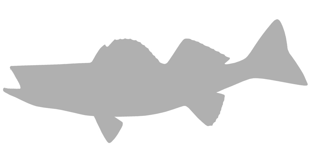 21-Inch Walleye Blank Fish Mount (L), Standard | King Sailfish Mounts