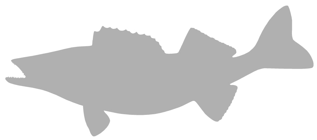 29-Inch Walleye Blank Fish Mount, Standard | King Sailfish Mounts