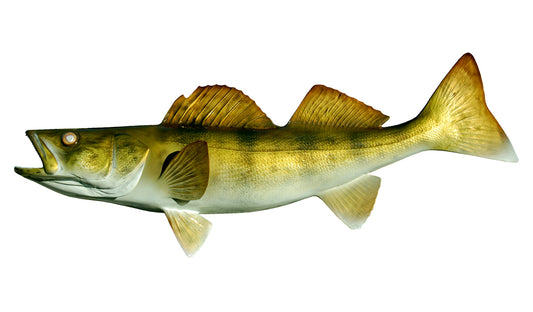 Walleye Fish Mounts | King Sailfish Mounts