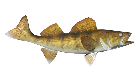 Walleye Fish Mounts | King Sailfish Mounts