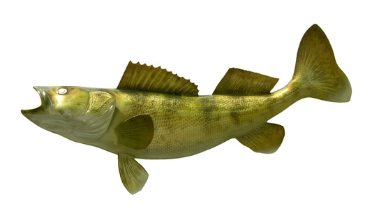 Walleye Fish Mounts | King Sailfish Mounts