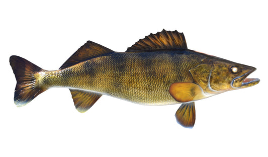 Walleye Fish Mounts | King Sailfish Mounts