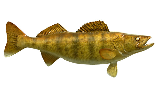 Walleye Fish Mounts | King Sailfish Mounts