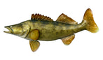 36-Inch Walleye Fish Mount | King Sailfish Mounts