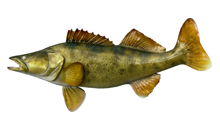 Walleye Fish Mounts | King Sailfish Mounts