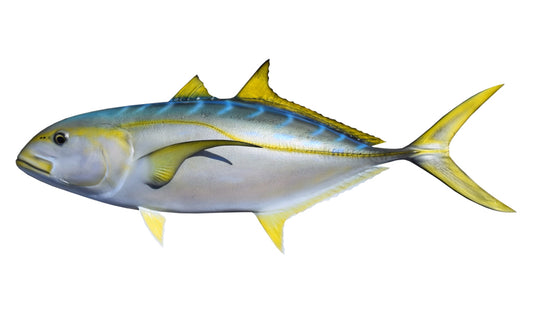 Yellow Jack Fish Mounts | King Sailfish Mounts
