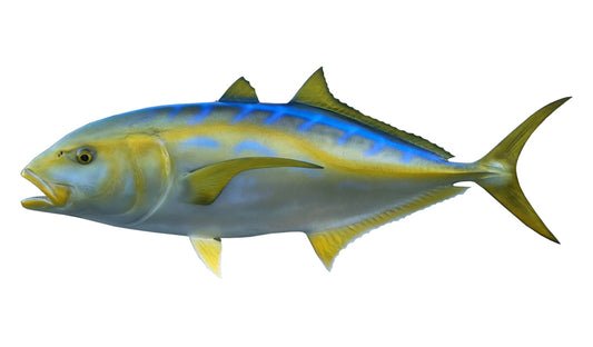 Yellow Jack Fish Mounts | King Sailfish Mounts
