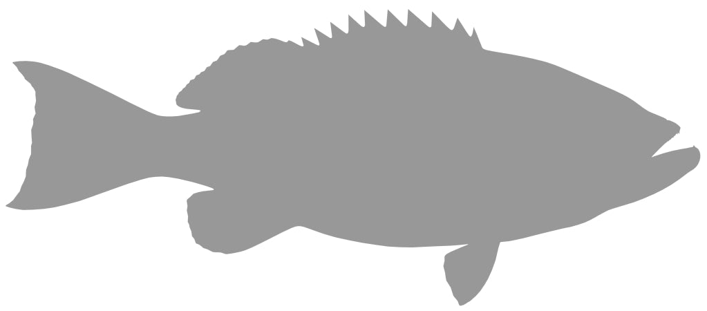 36-Inch Yellowfin Grouper Blank Fish Mounts, Standard | King Sailfish ...