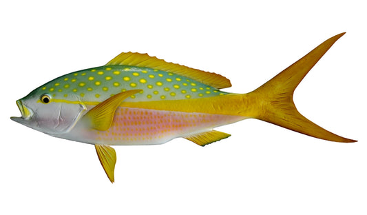 Yellowtail Snapper Fish Mounts | King Sailfish Mounts