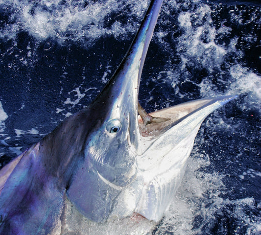 Black Marlin Fish Mounts | King Sailfish Mounts
