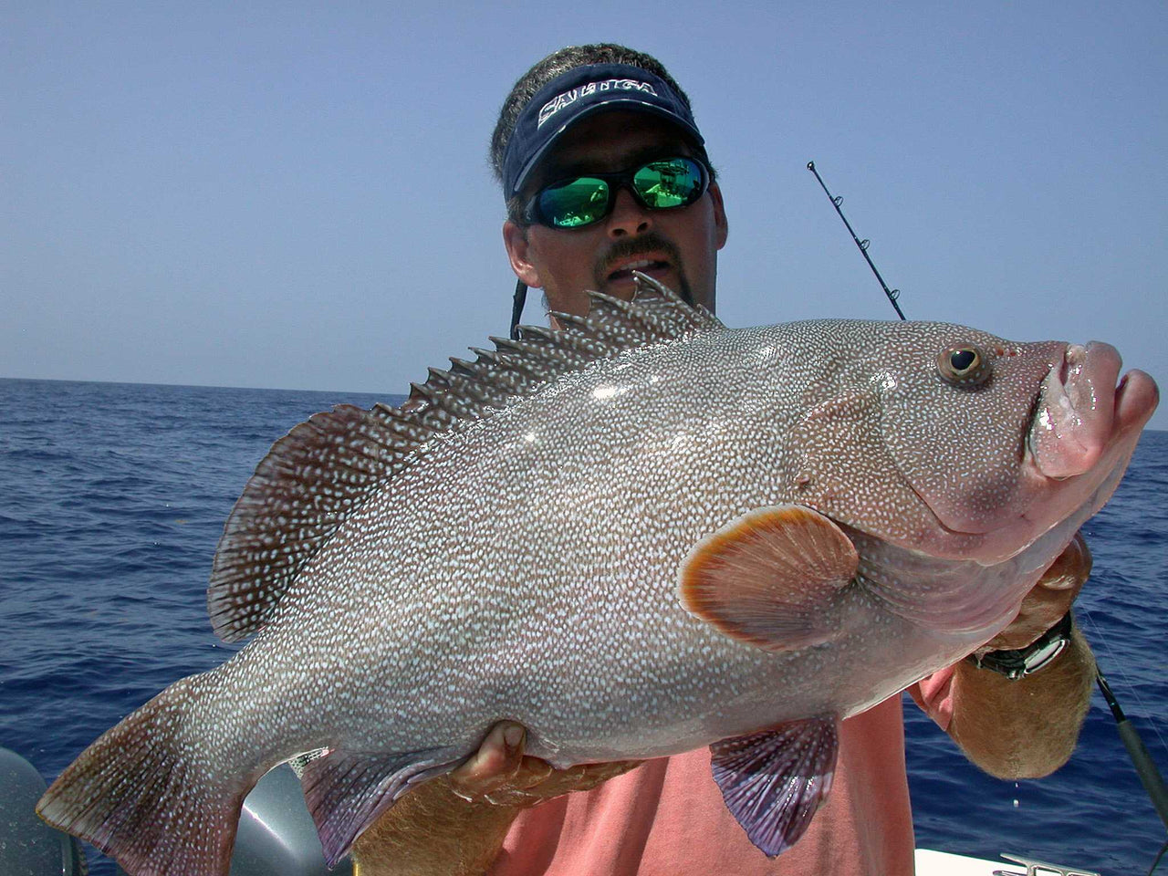 Kitty Mitchell Grouper Fish Mounts | King Sailfish Mounts