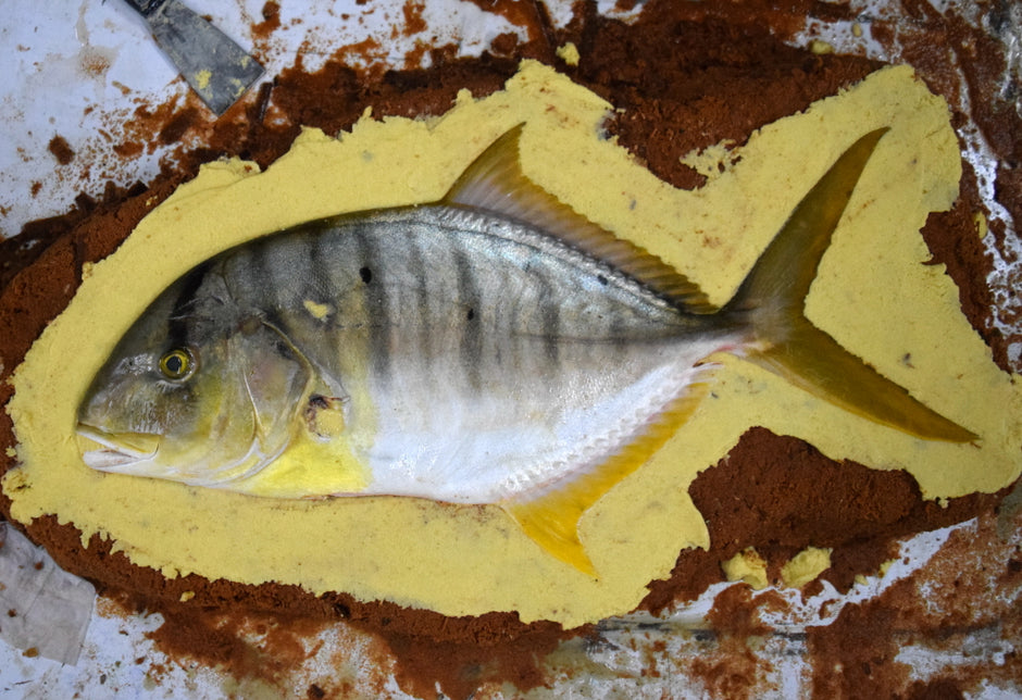 Golden Trevally Fish Mounts | King Sailfish Mounts