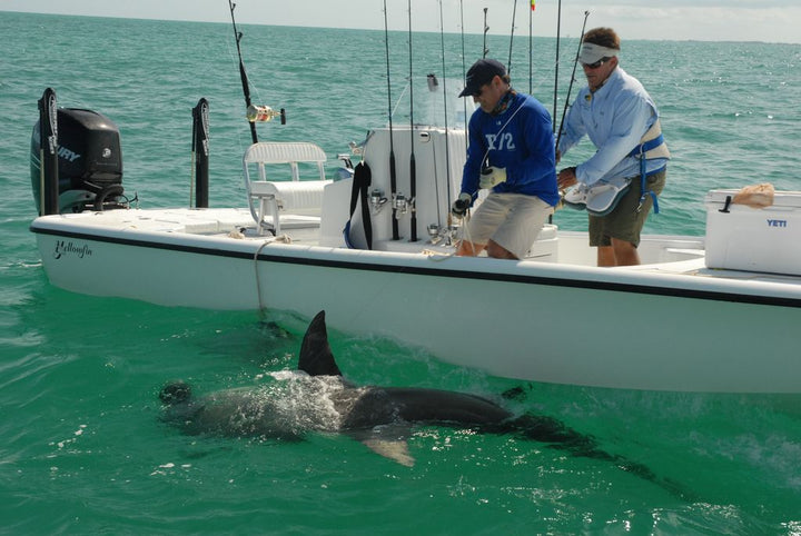 Hammerhead Shark Fish Mounts | King Sailfish Mounts