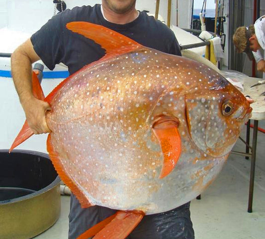 Opah Fish Mounts | King Sailfish Mounts