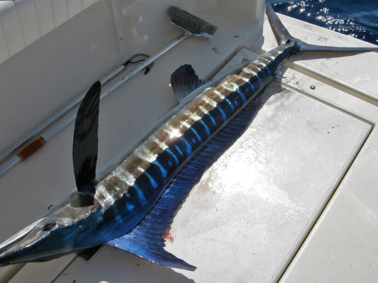 Longbill Spearfish Fish Mounts | King Sailfish Mounts